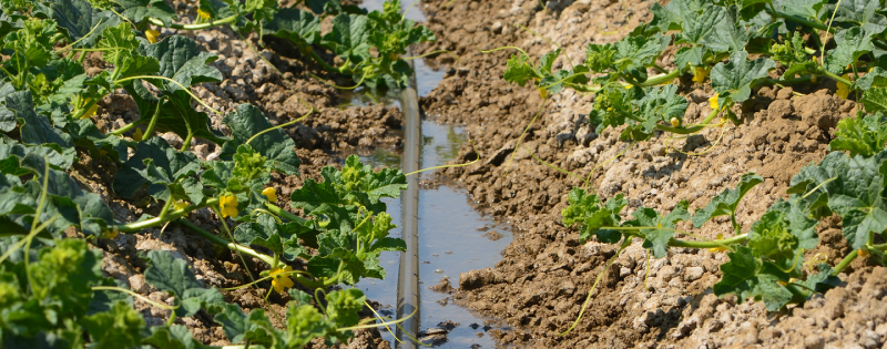 Sustainability - Westside Produce