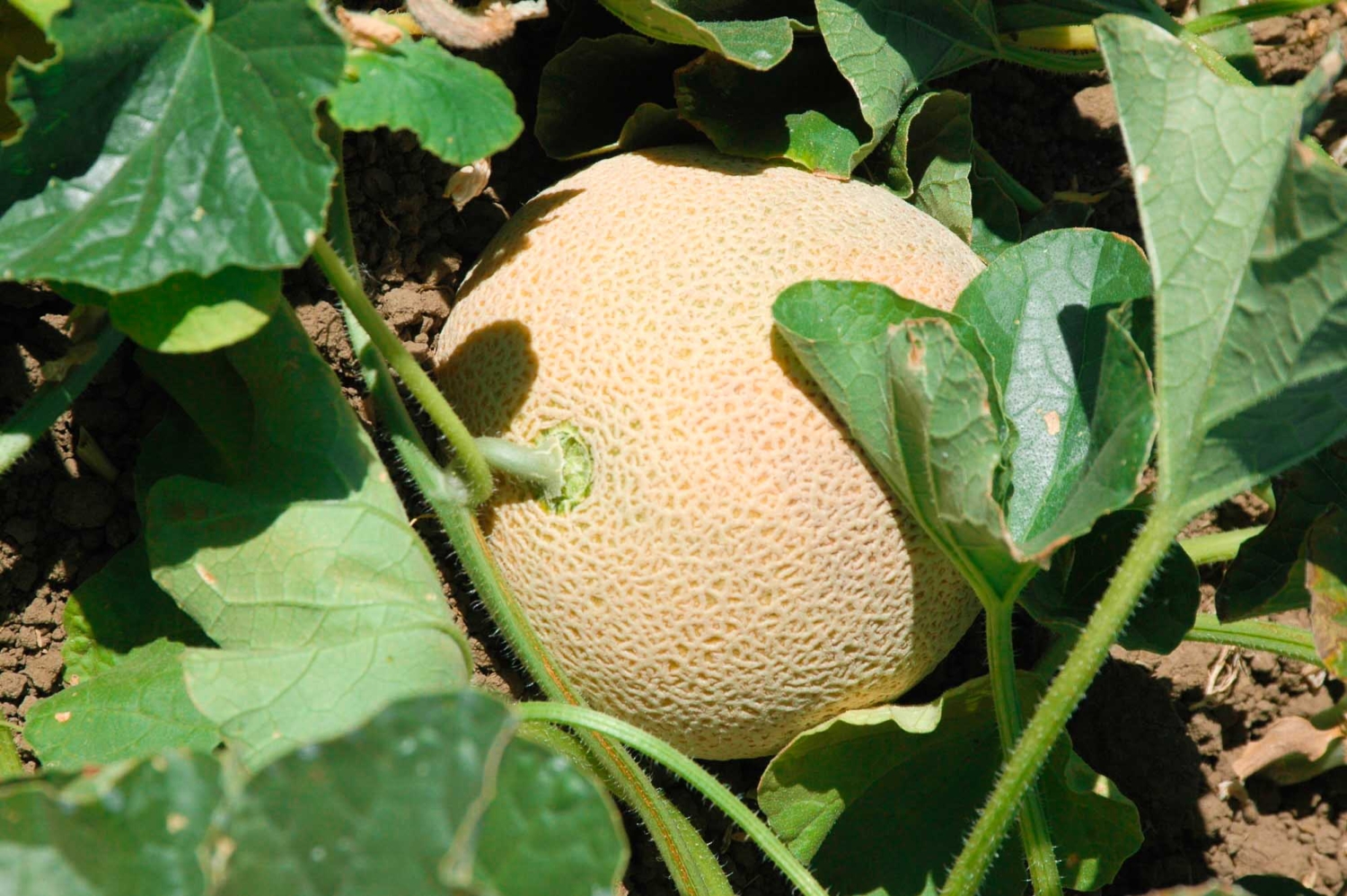 Home - Westside Produce