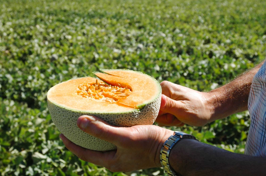 Home - Westside Produce