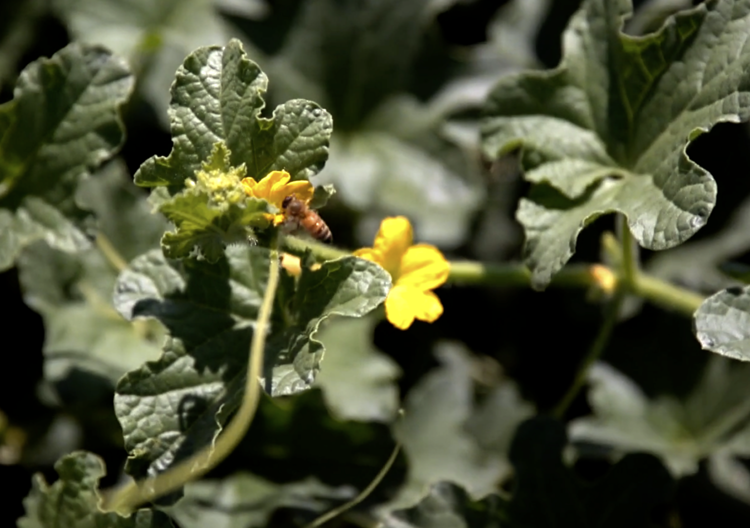 Sustainability - Westside Produce